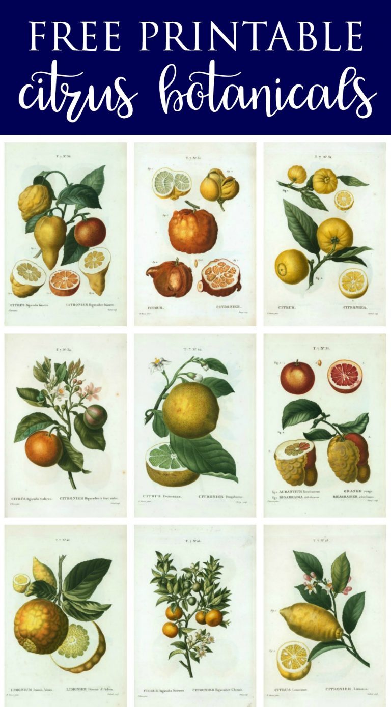 Spring Botanical Art- Free Printables of Lemon Botanical Print Wall Art